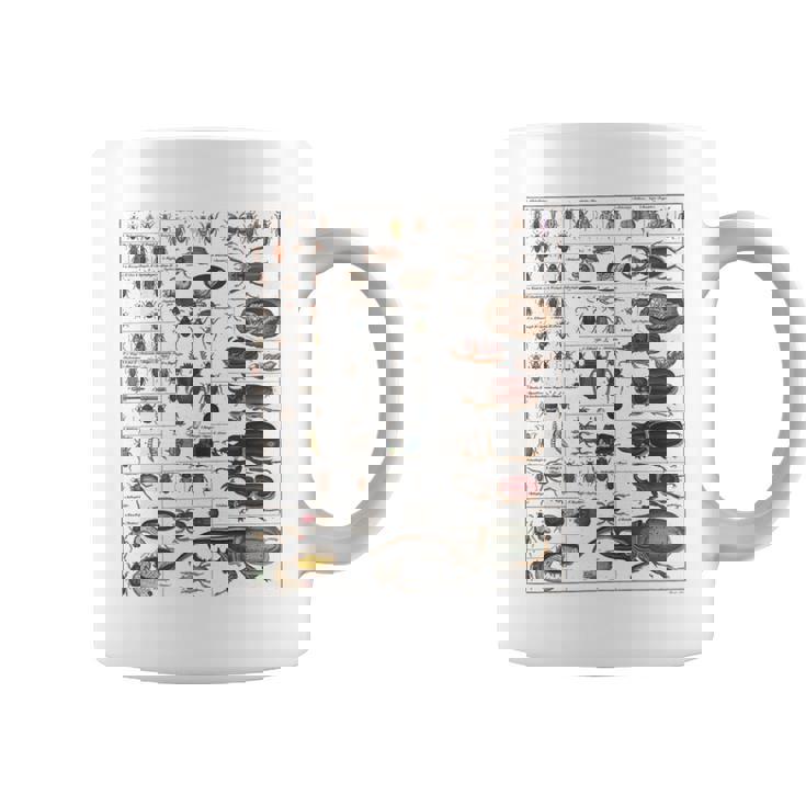 Insect Collection Species Bugs Vintage Chart Entomology Premium Graphic ...