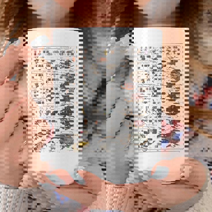 Insect Collection Species Bugs Vintage Chart Entomology Premium Graphic ...