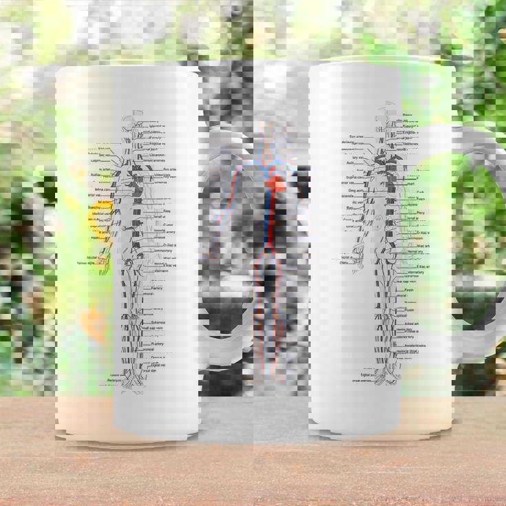 The Human Circulatory System Vascular System Anatomy Biology Graphic ...