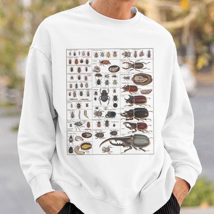 Insect Collection Species Bugs Vintage Chart Entomology Premium ...